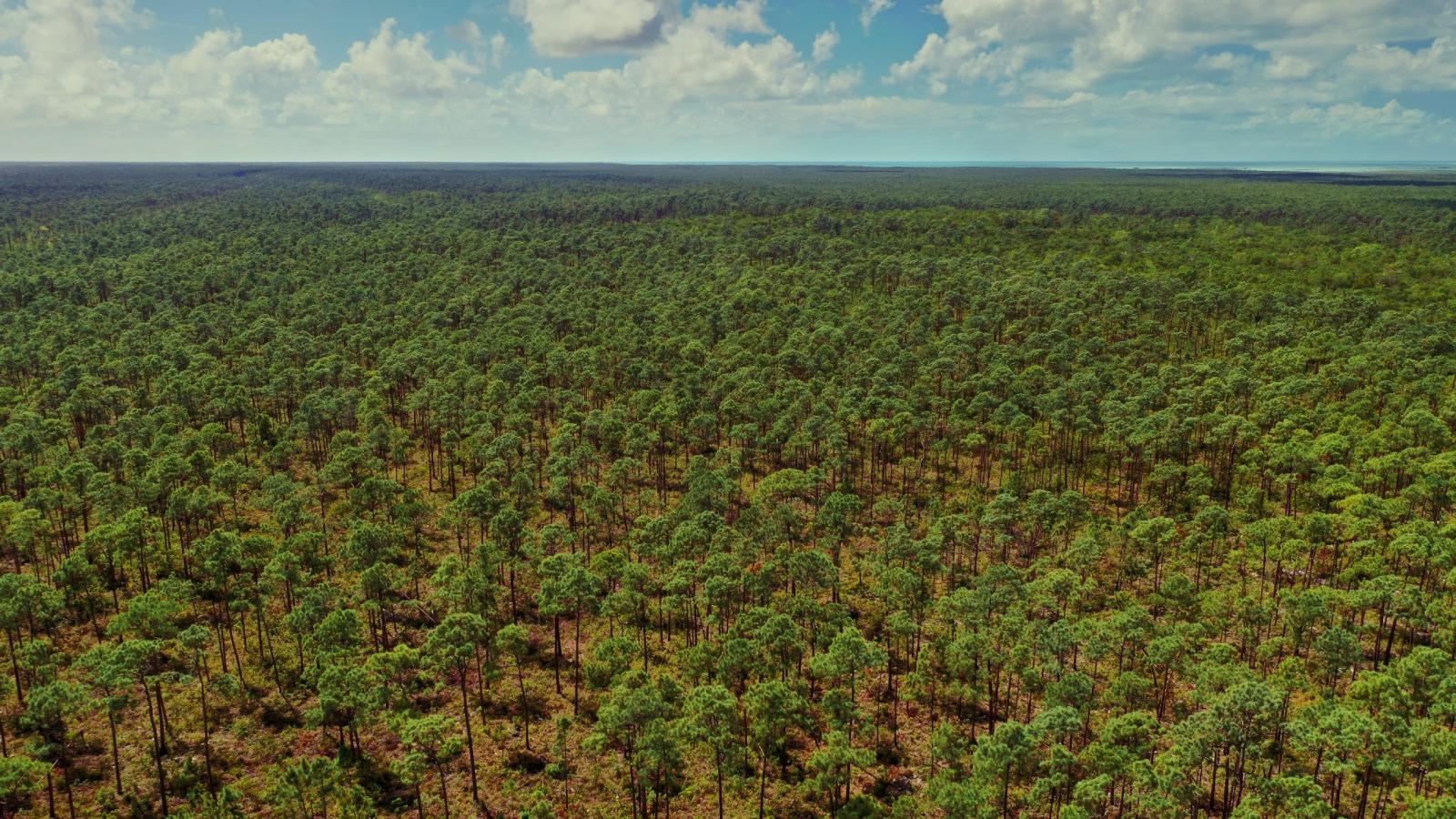 Home - Bahamas National Trust