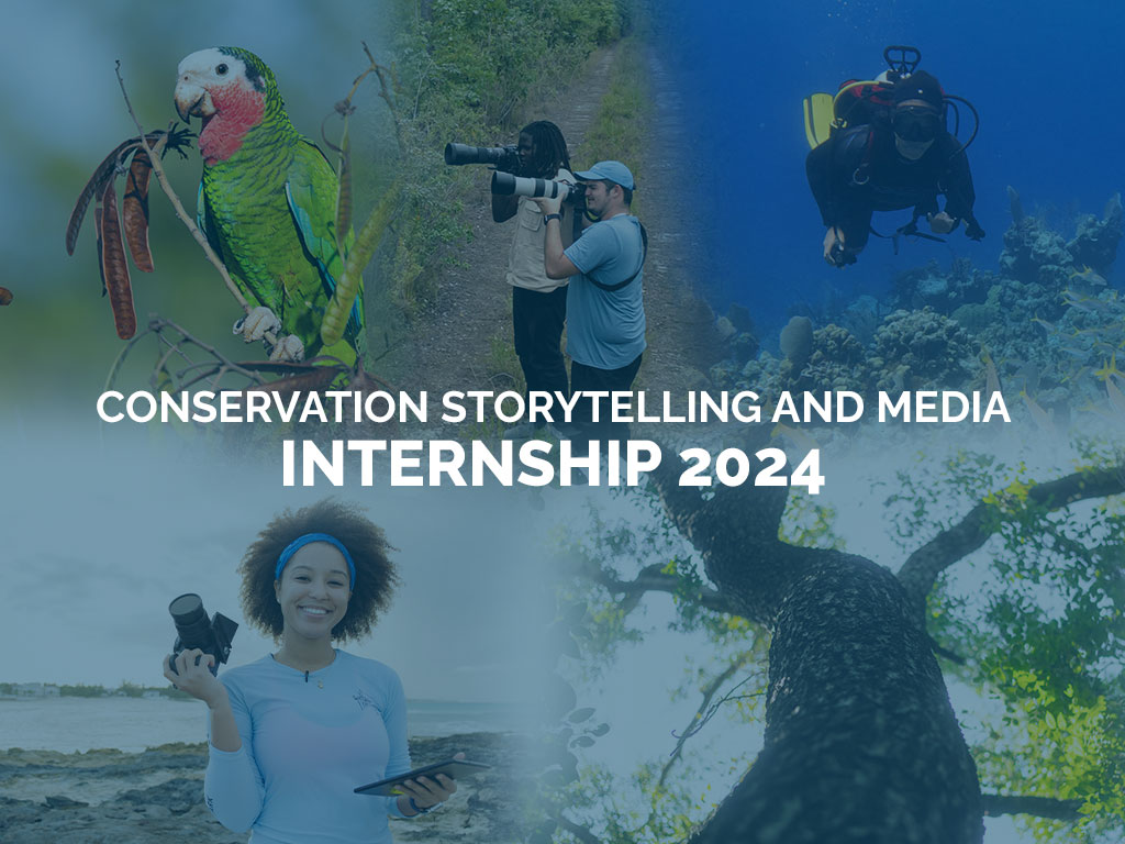 Storytelling and Media Internship - Bahamas National Trust