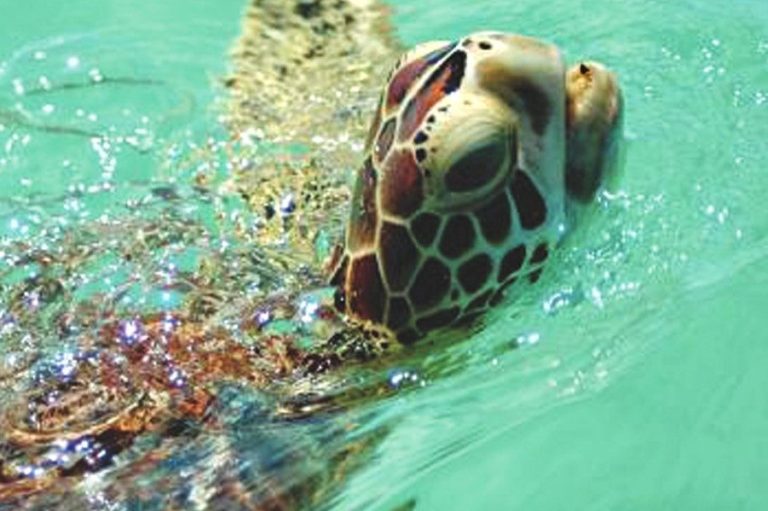 Inagua – Bahamas National Trust