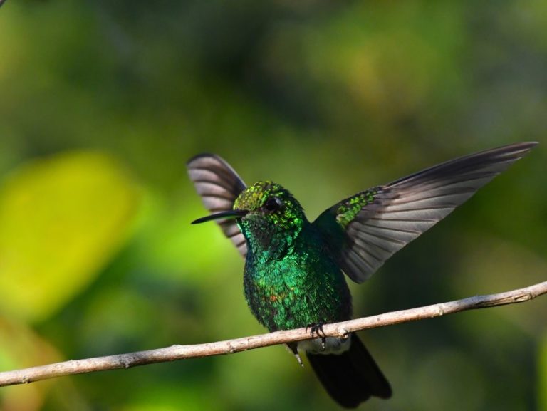 Virtual Learning Center - Birds of the Bahamas - Bahamas National Trust