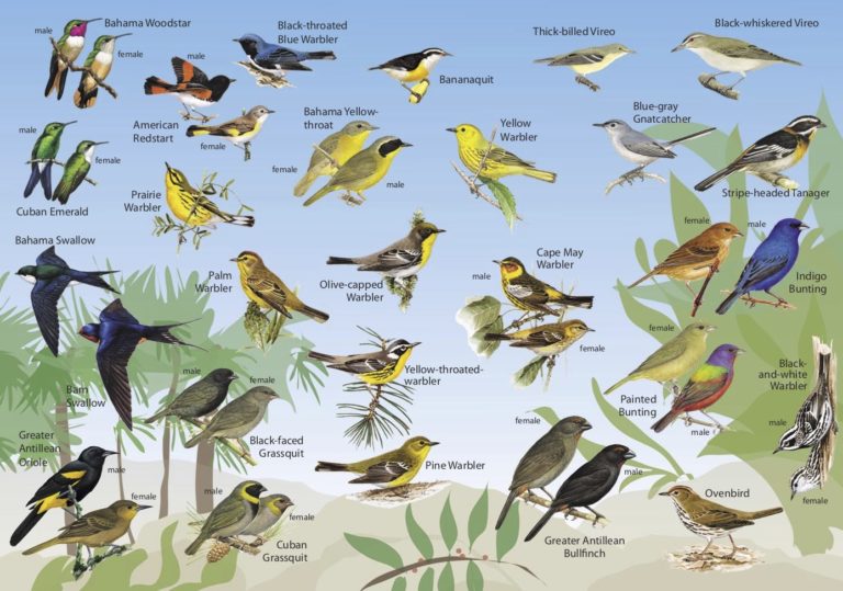 Virtual Learning Center – Birds of the Bahamas – Bahamas National Trust