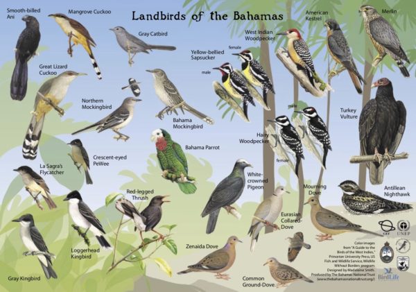 Virtual Learning Center – Birds of the Bahamas – Bahamas National Trust
