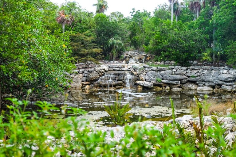 Leon Levy Native Plant Preserve Celebrates 10 Years on Eleuthera ...
