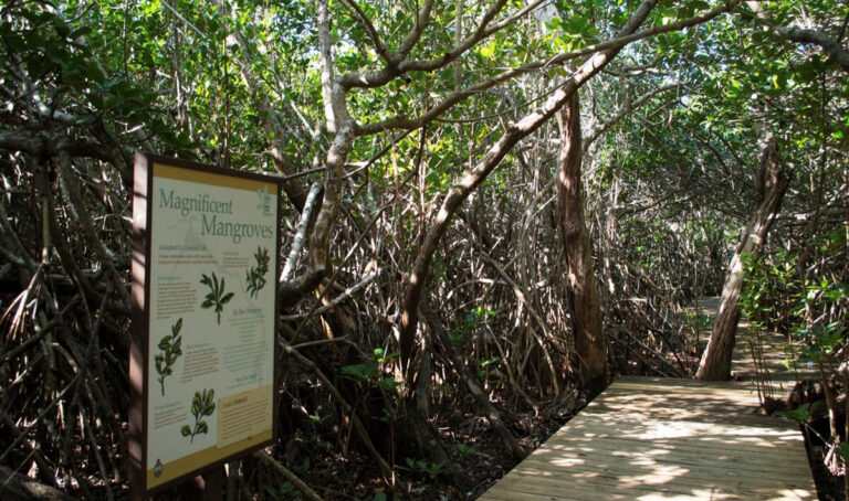 Bahamas National Trust Virtual Park Experience - Bahamas National Trust