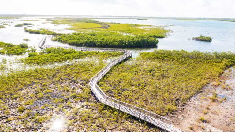 A Decade of Restoring Mangroves at The Bonefish Pond National Park