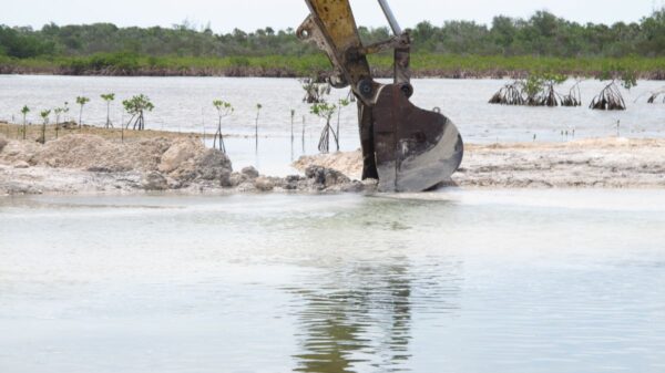 A Decade of Restoring Mangroves at The Bonefish Pond National Park