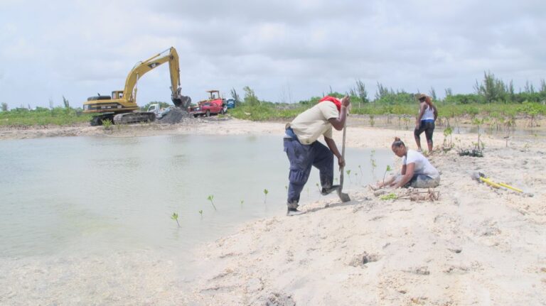A Decade of Restoring Mangroves at The Bonefish Pond National Park