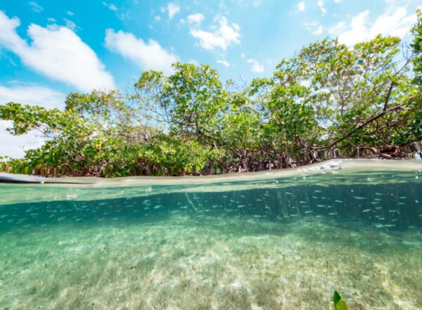 A Decade of Restoring Mangroves at The Bonefish Pond National Park