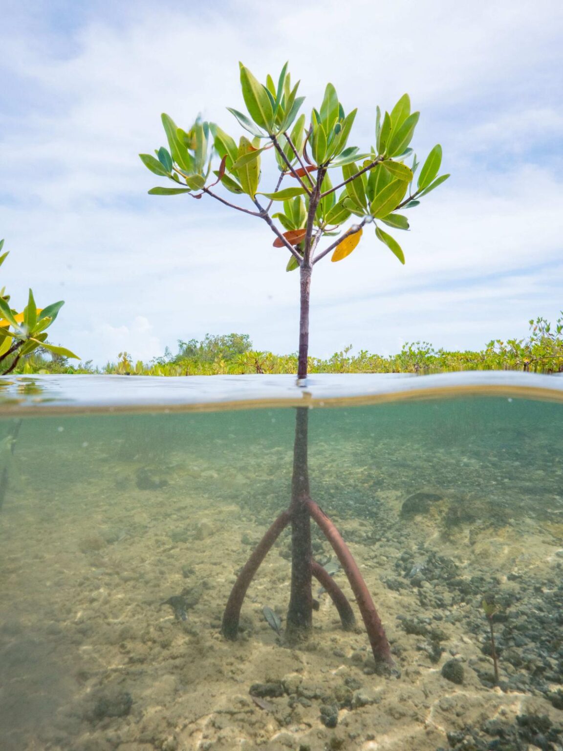 A Decade of Restoring Mangroves at The Bonefish Pond National Park