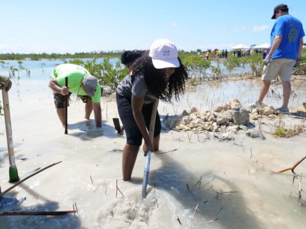 A Decade of Restoring Mangroves at The Bonefish Pond National Park