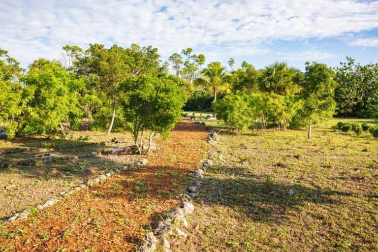 Restoring Grand Bahama’s National Parks with Help from The Bahamas ...