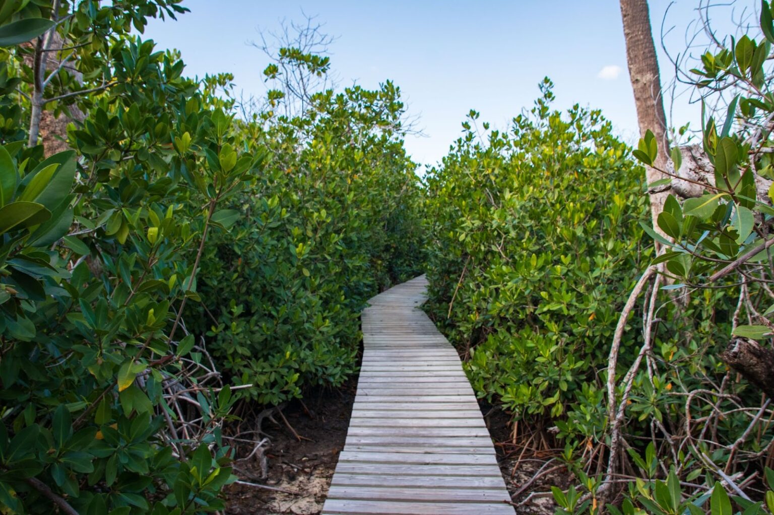 Restoring Grand Bahama’s National Parks with Help from The Bahamas ...