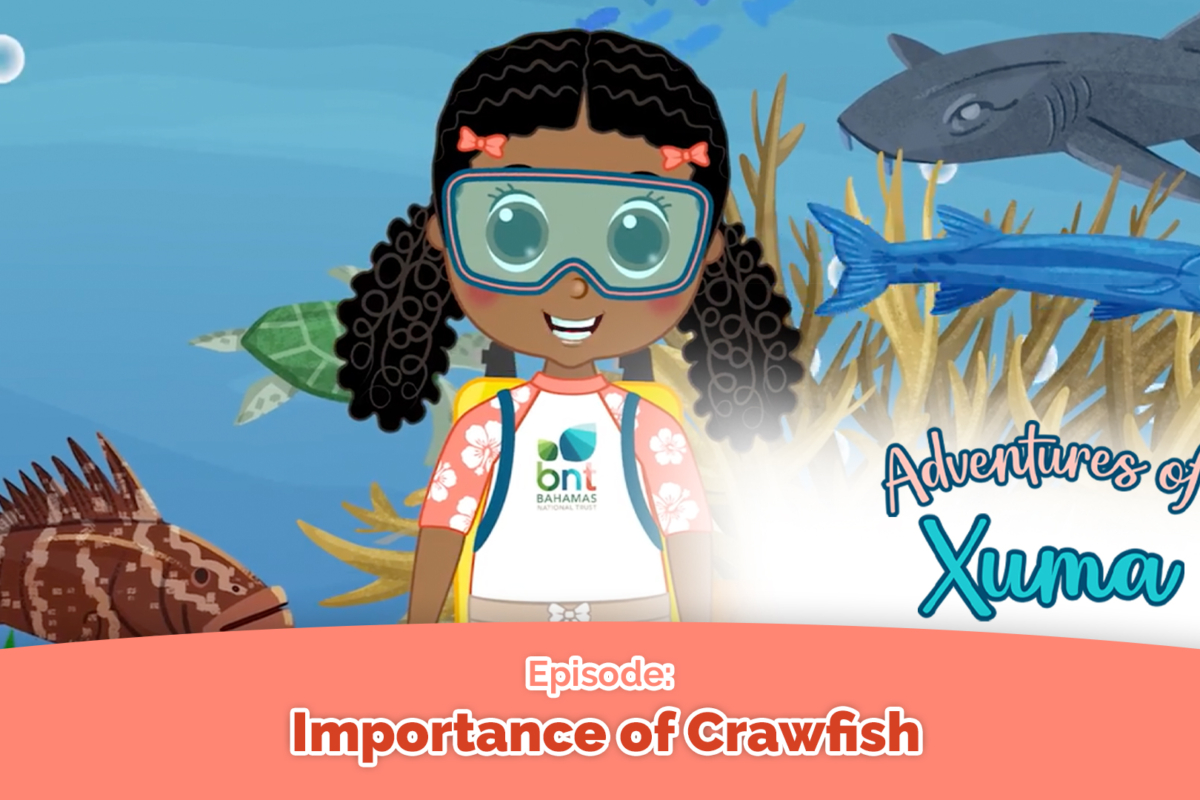The Adventures of Xuma - Bahamas National Trust