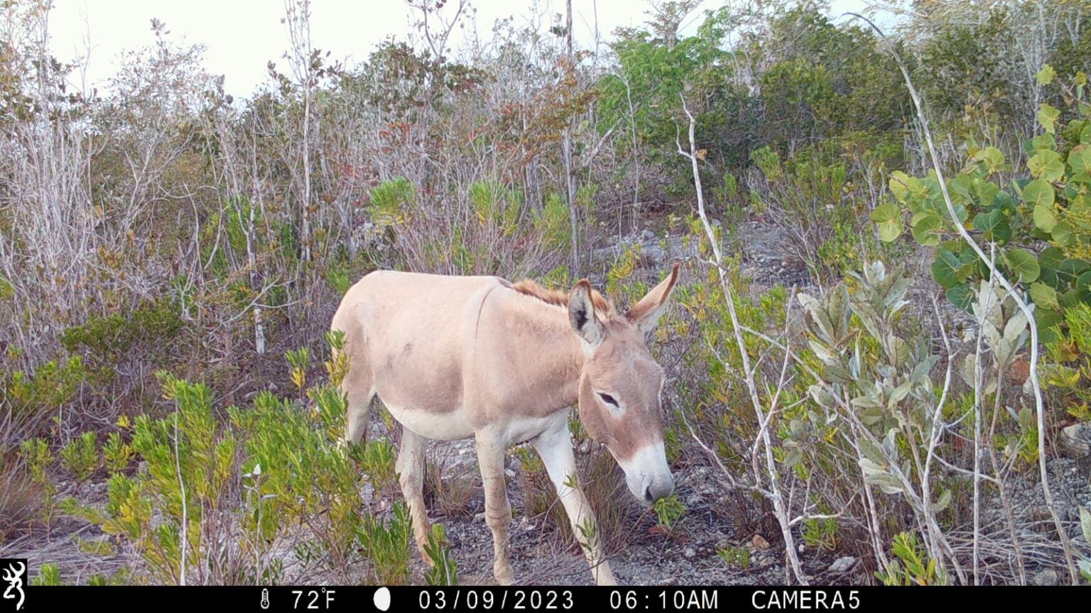 Soaring with Science: A Collaborative Approach to Protect Inagua’s ...